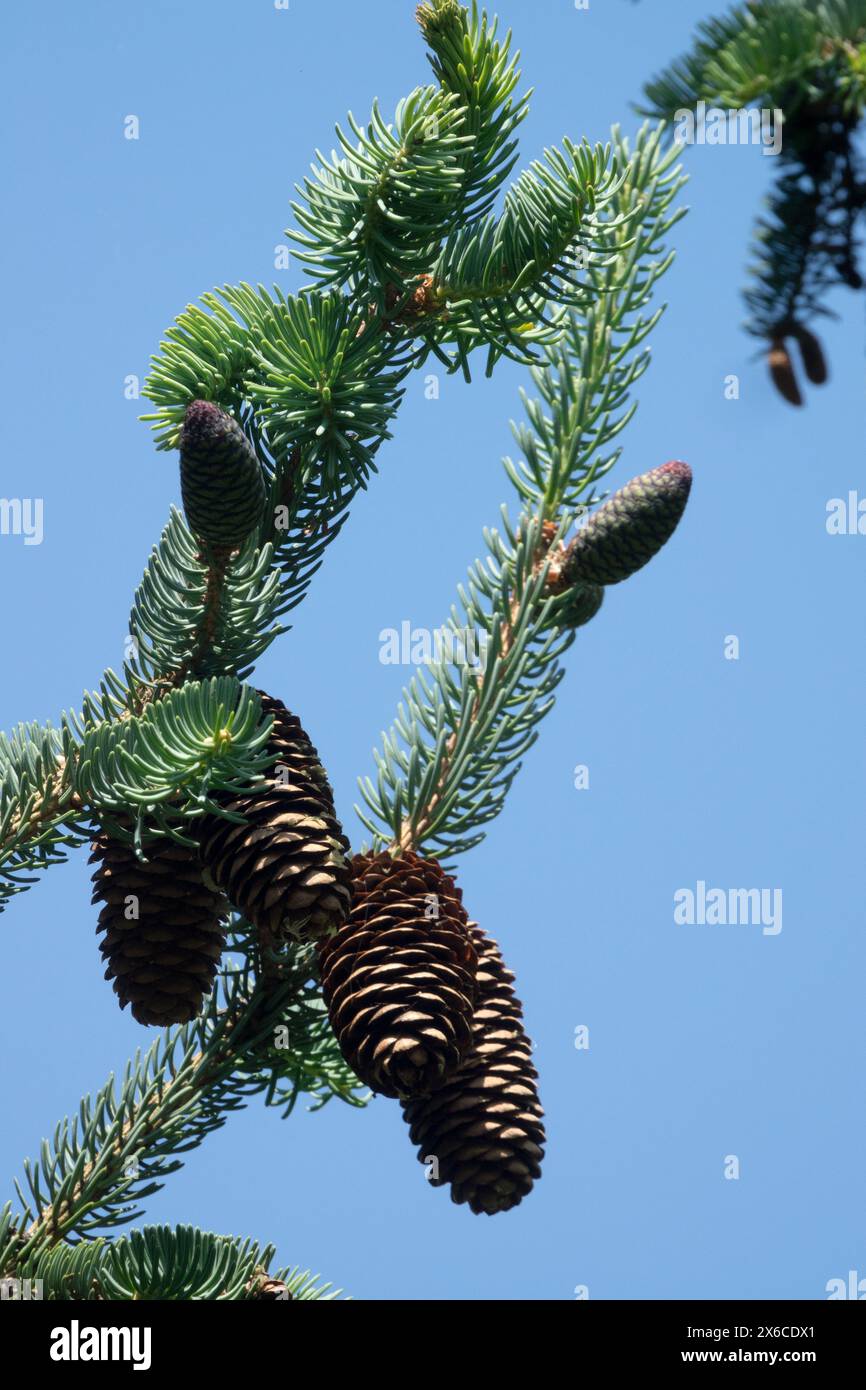 Dragon Spruce Picea asperata, Male Cones on branch Stock Photo - Alamy