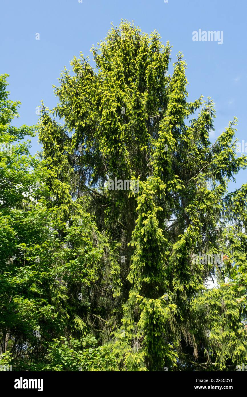 Norway spruce Tree Picea abies Finedonensis Stock Photo - Alamy