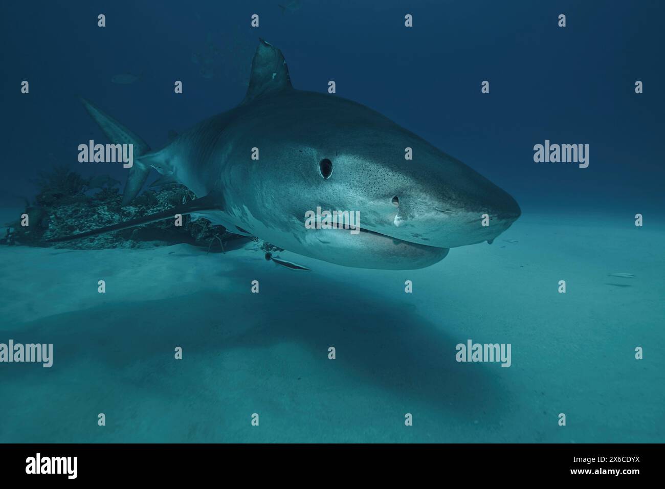 Bahamas shark dive with great hammerhead shark and tiger shark in the deep of Tiger Beach Stock ...