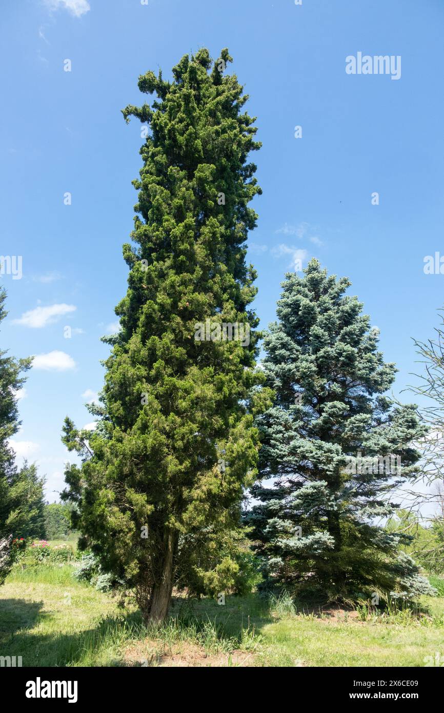 Eastern Red Cedar Virginia Juniper, Juniperus virginiana "Schottii ...