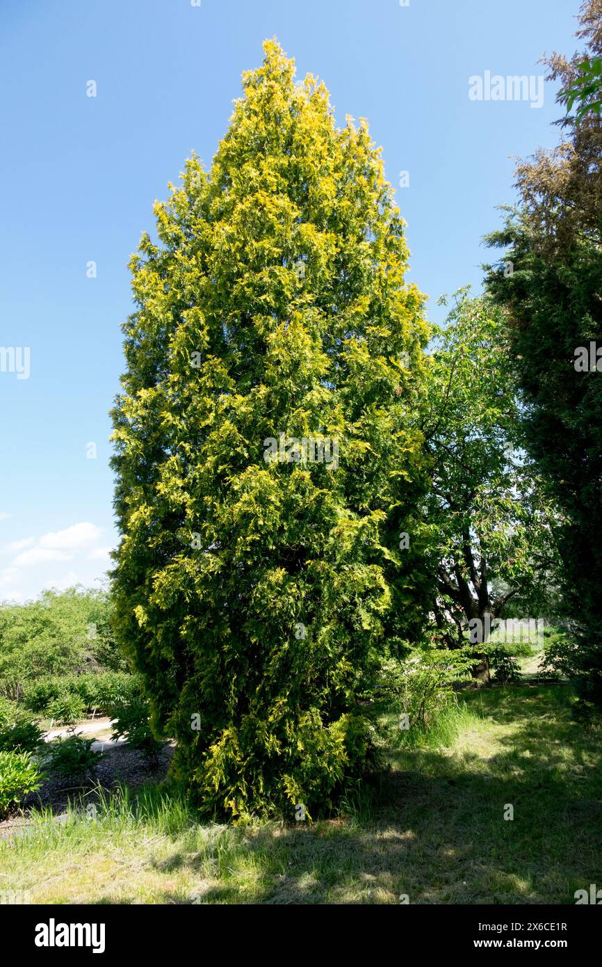 American Arborvitae White Cedar Tree Thuja occidentalis "Europe Gold ...