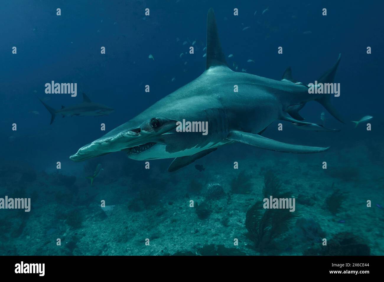 Bahamas shark dive with great hammerhead shark and tiger shark in the ...