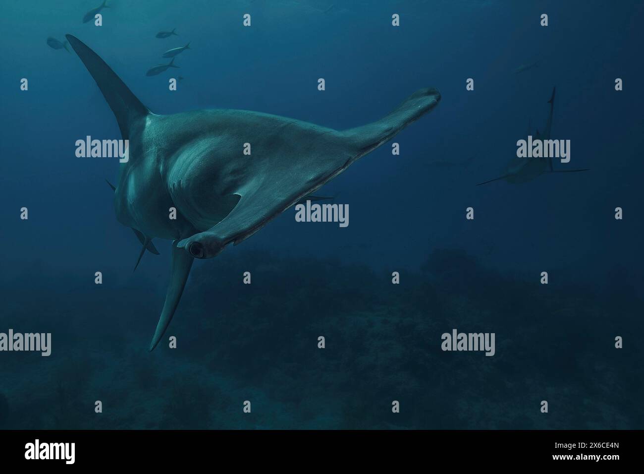 Hammerhead migration hi-res stock photography and images - Alamy