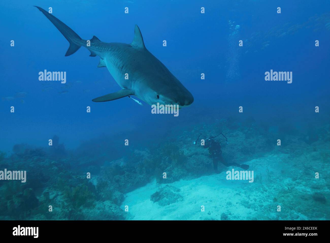 Bahamas shark dive with great hammerhead shark and tiger shark in the ...