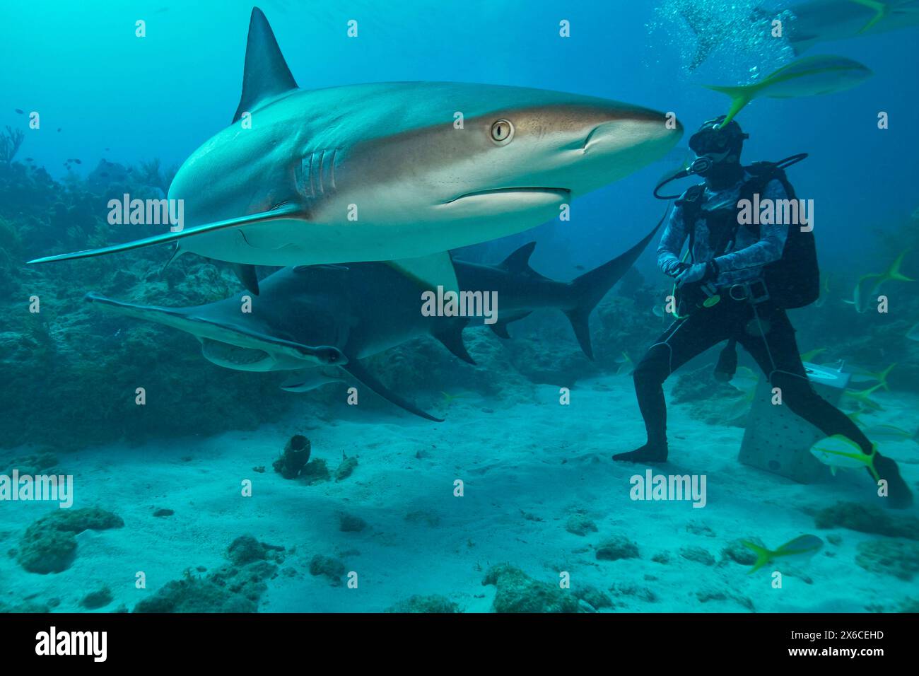 Bahamas shark dive with great hammerhead shark and tiger shark in the deep of Tiger Beach Stock ...