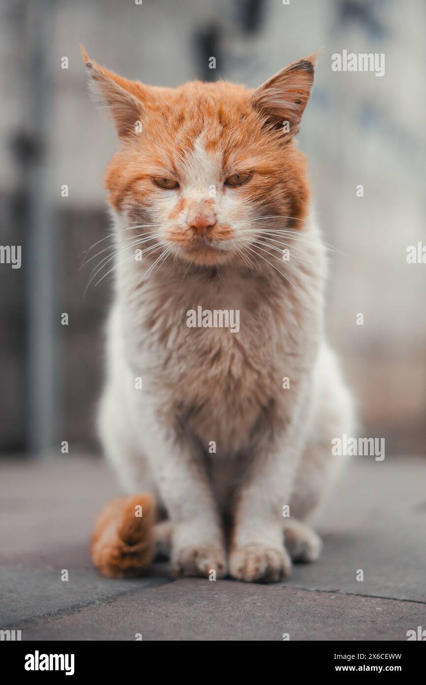 Stray orange cat Stock Photo - Alamy