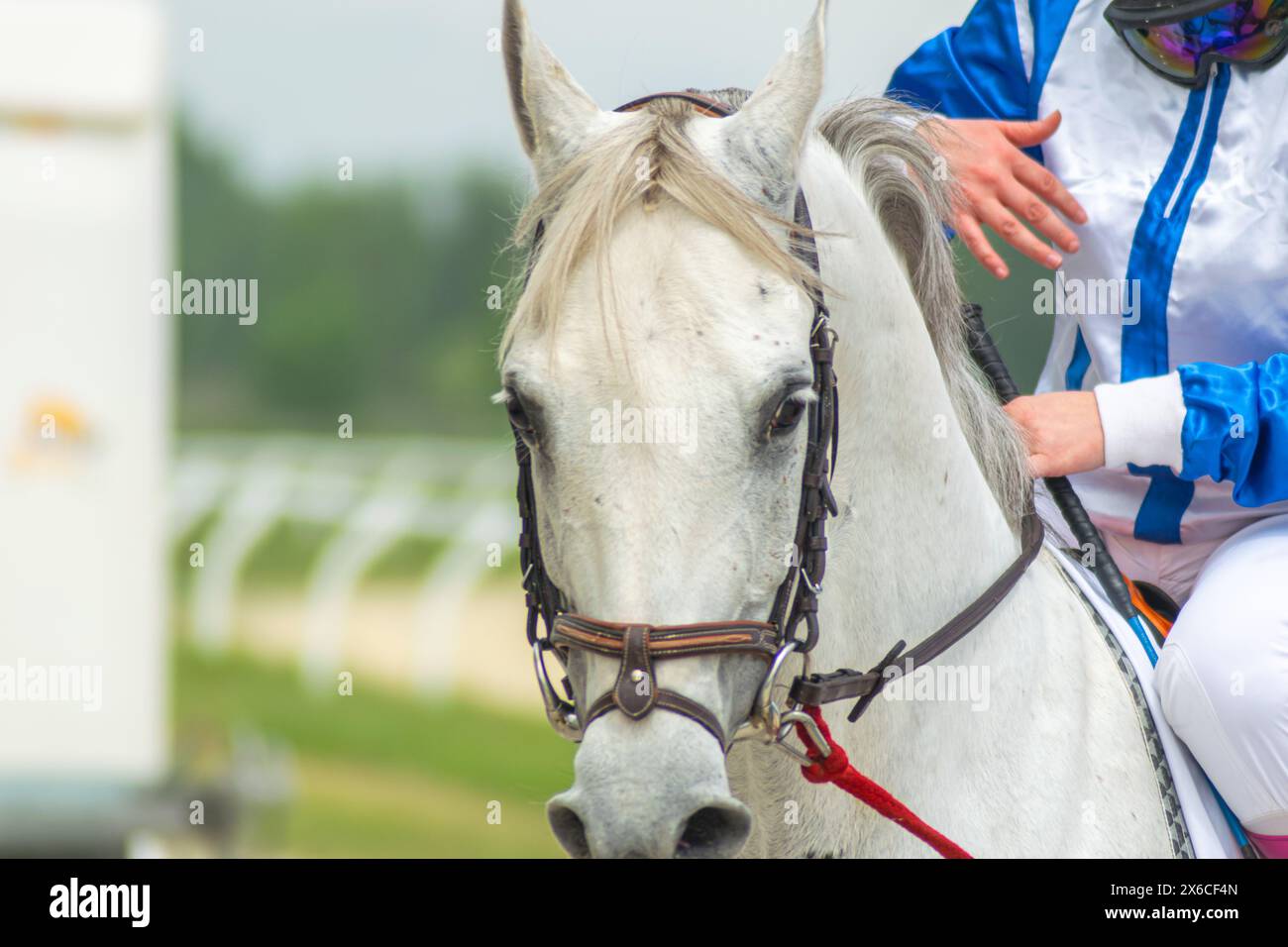 portrait of a thoroughbred horse at a equestrian competition Stock ...