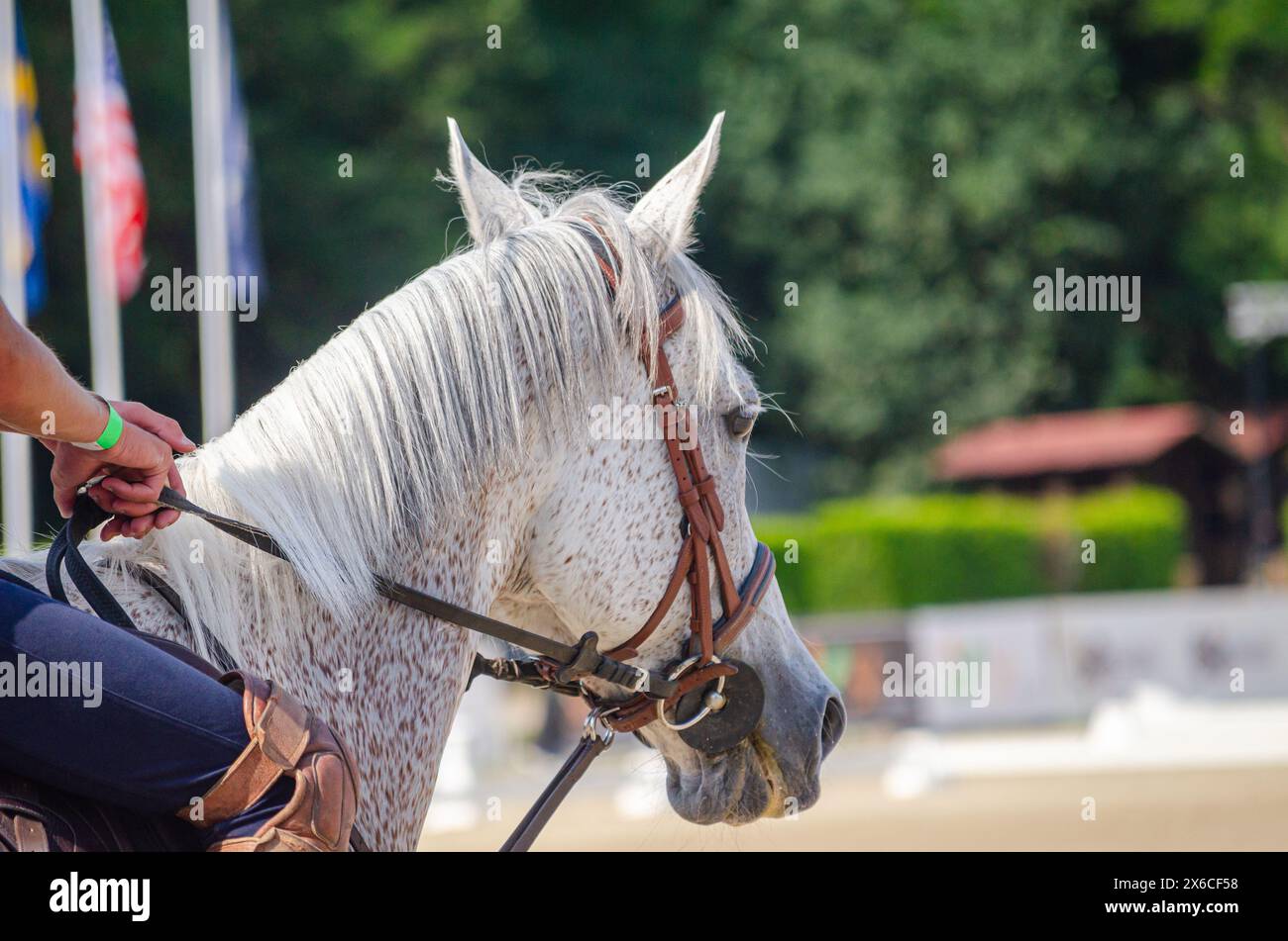purebred horse portrait during competition training Stock Photo - Alamy