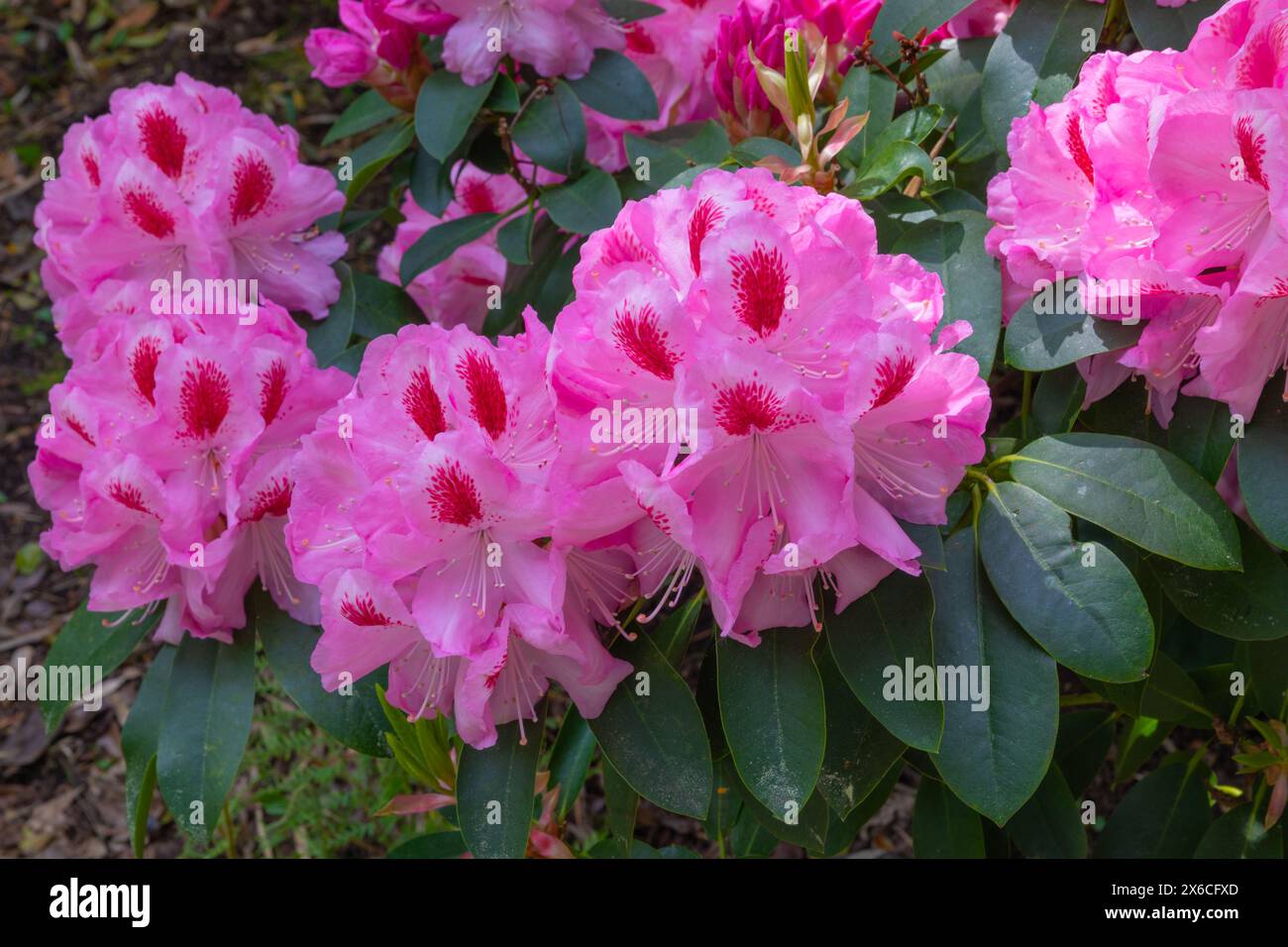Isolated veiw of the flowers of the hybrid rhododendron mrs furnivall ...