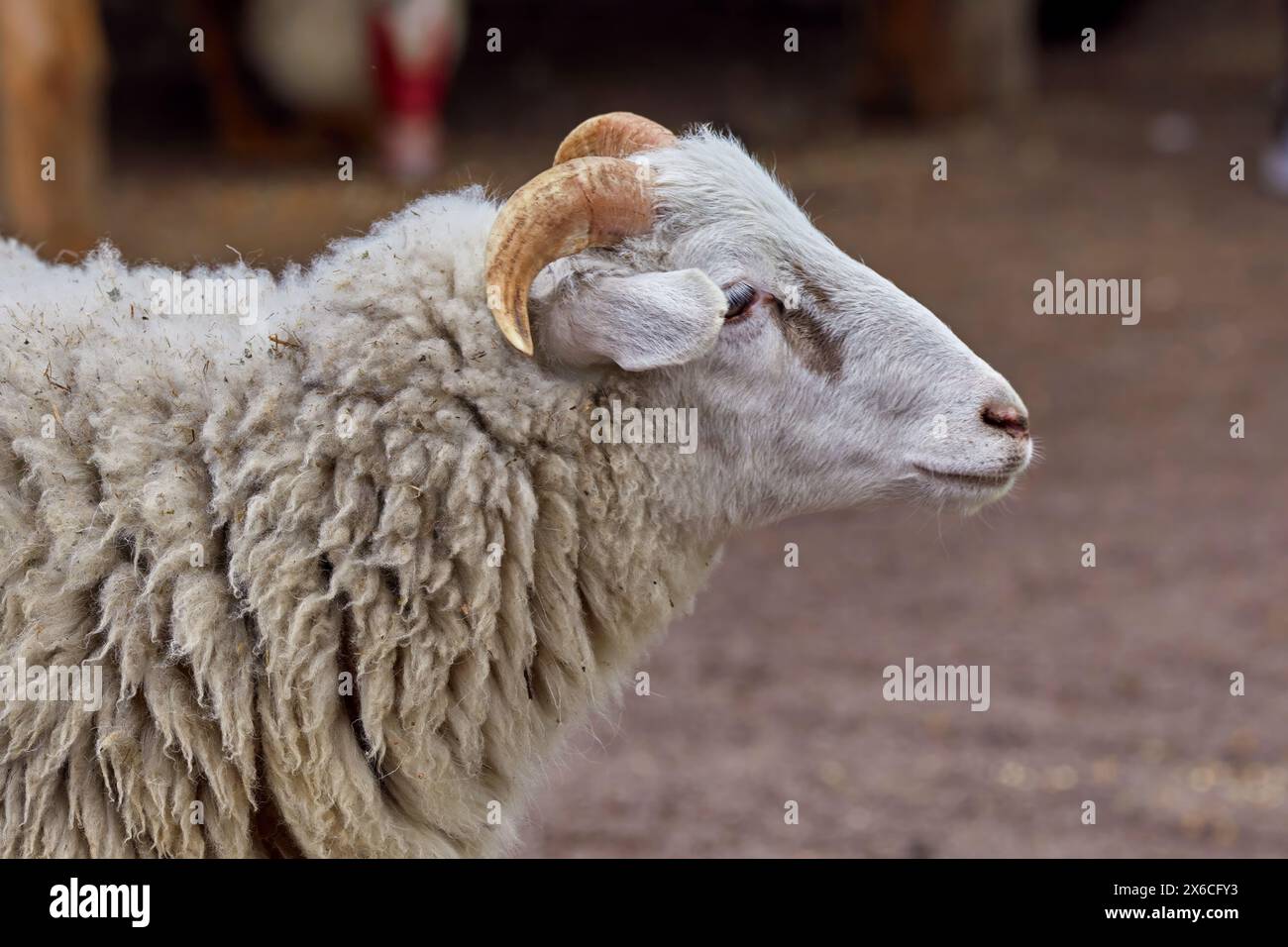 White sheep with horn hi-res stock photography and images - Alamy