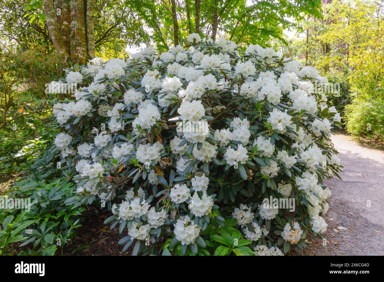 Rhododendron yaka incense a stunning hybrid, compactin growth and have ...