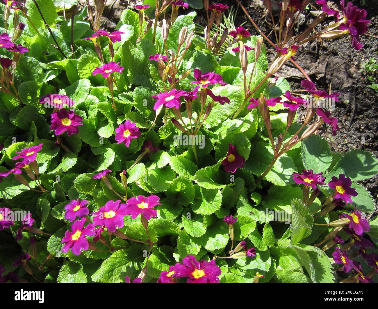 Violets blooming in the flower garden in the bright sunshine of early ...