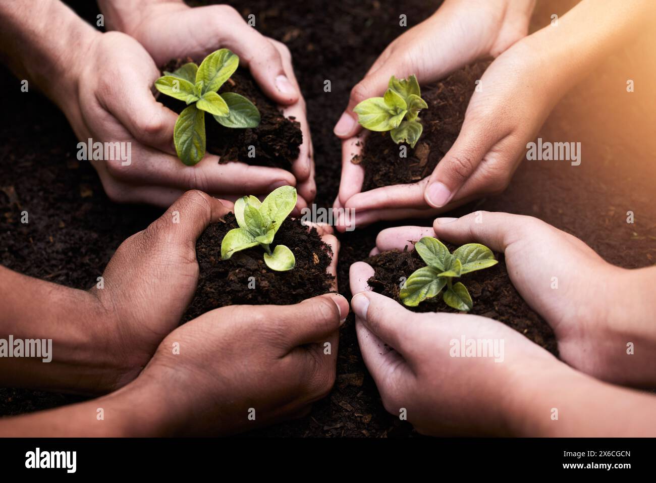 Plants ,hands and soil for collaboration with nature, earth wellness ...