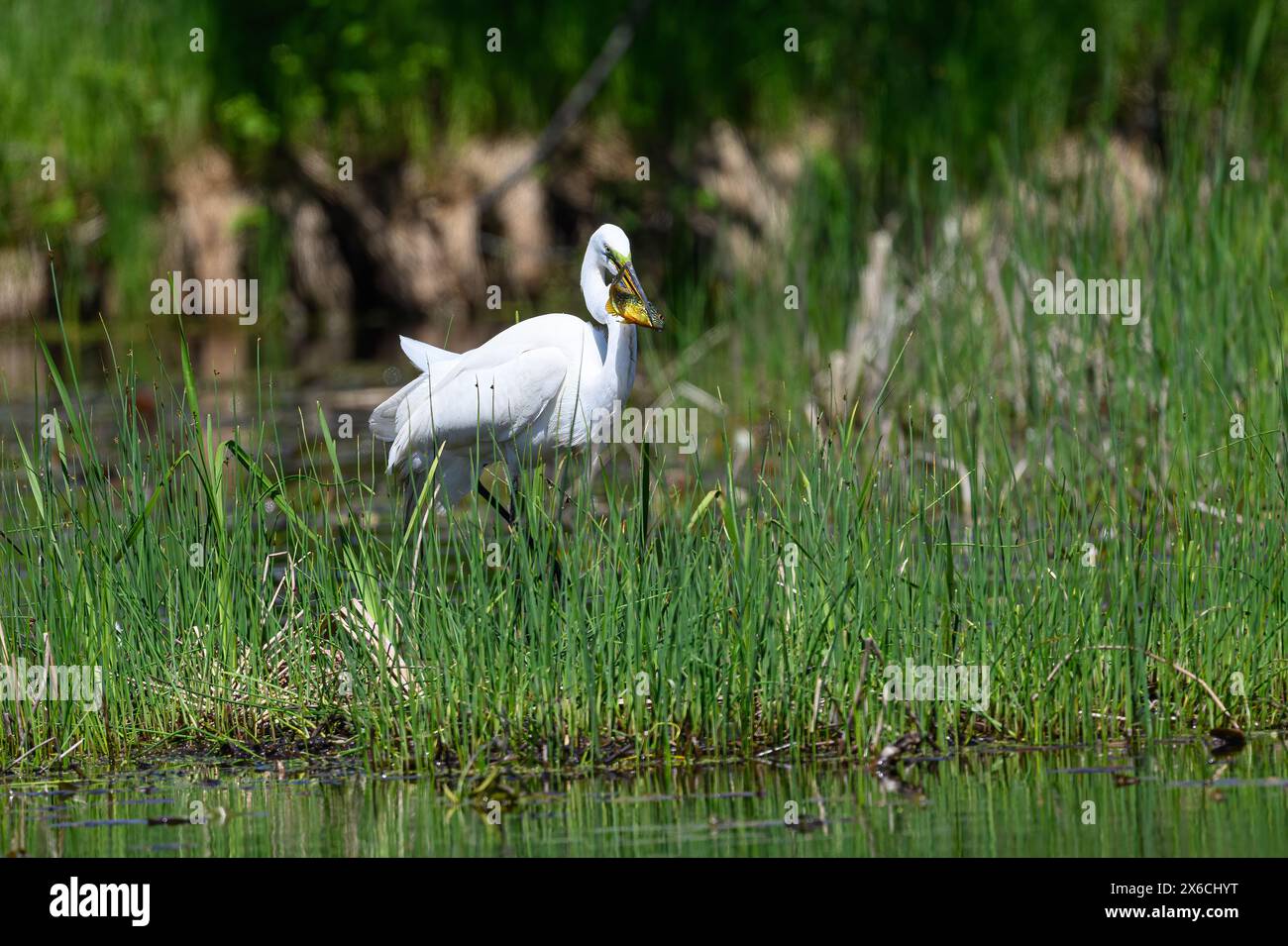 A great egret (Ardea alba) in breeding plumage holding a Pumpkinseed ...
