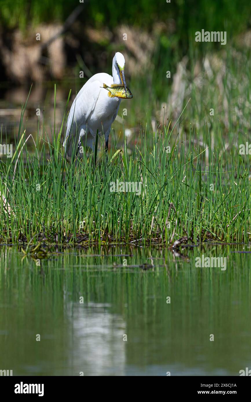 A great egret (Ardea alba) in breeding plumage holding a Pumpkinseed ...