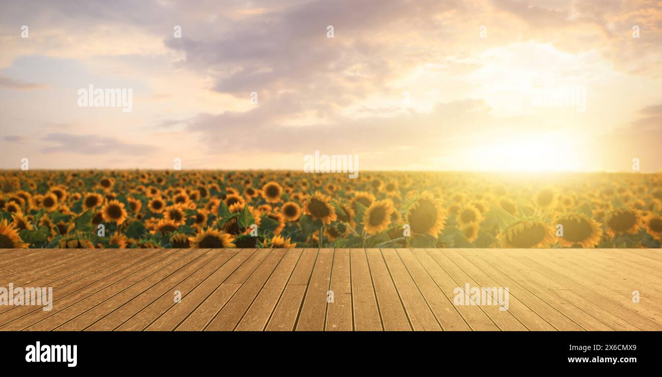 Sunflower field and empty wooden table at sunrise, banner design Stock ...