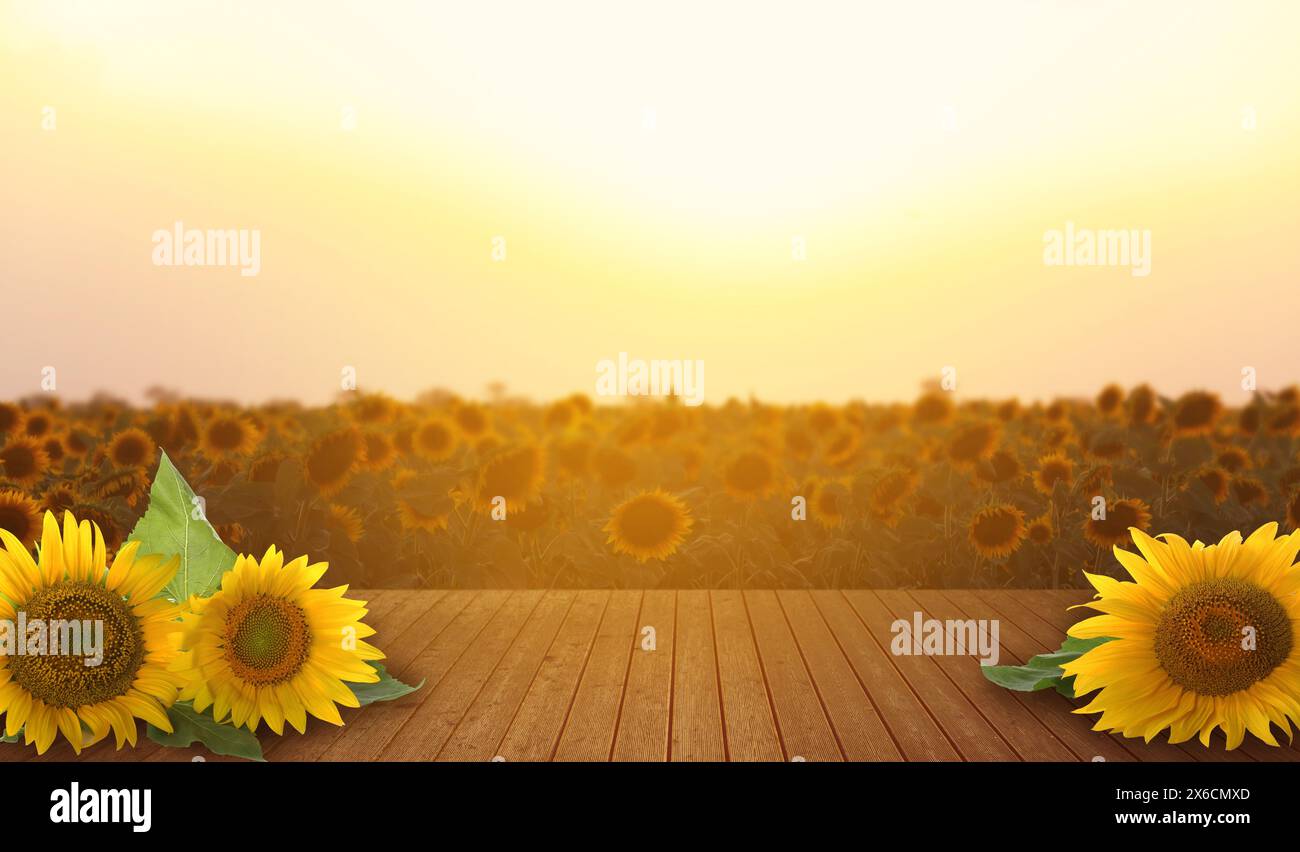 Sunflowers on wooden table in field at sunrise, banner design Stock ...