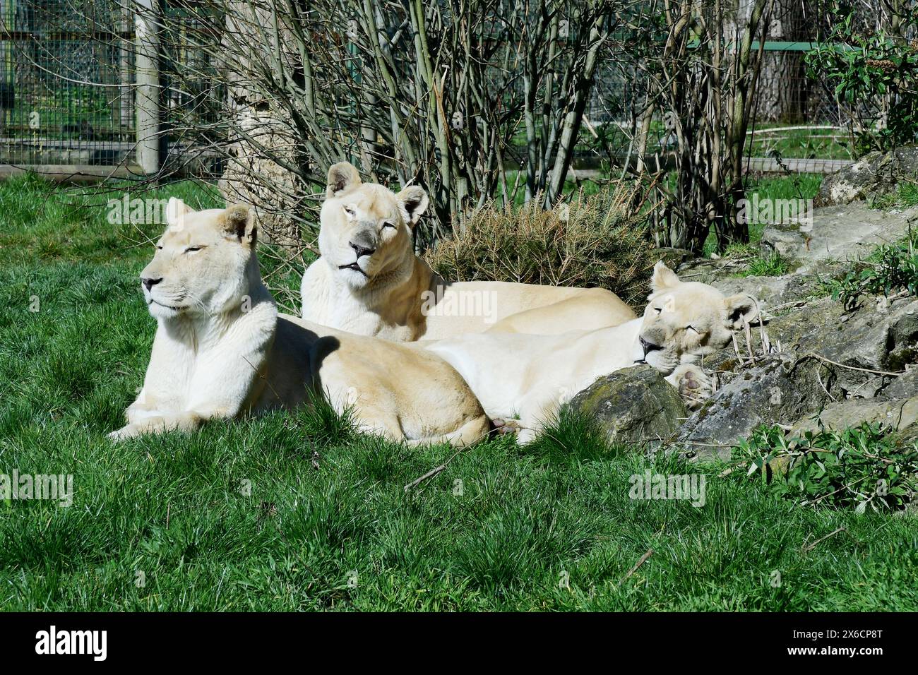 White Lions, Big Cat Sanctuary, Smarden, Kent, England, UK Stock Photo ...