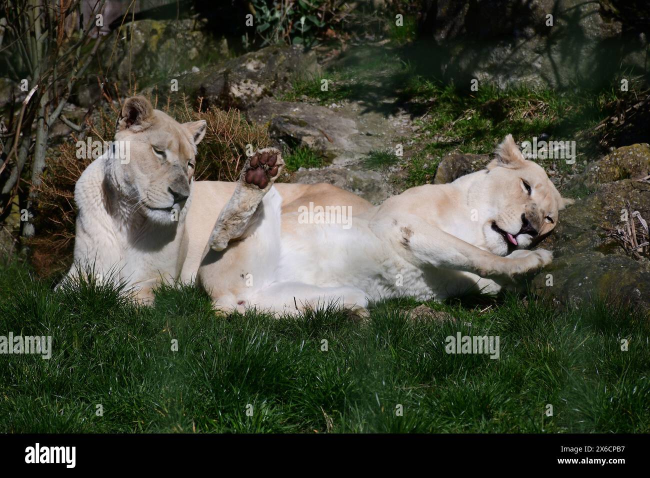 White Lions, Big Cat Sanctuary, Smarden, Kent, England, UK Stock Photo ...