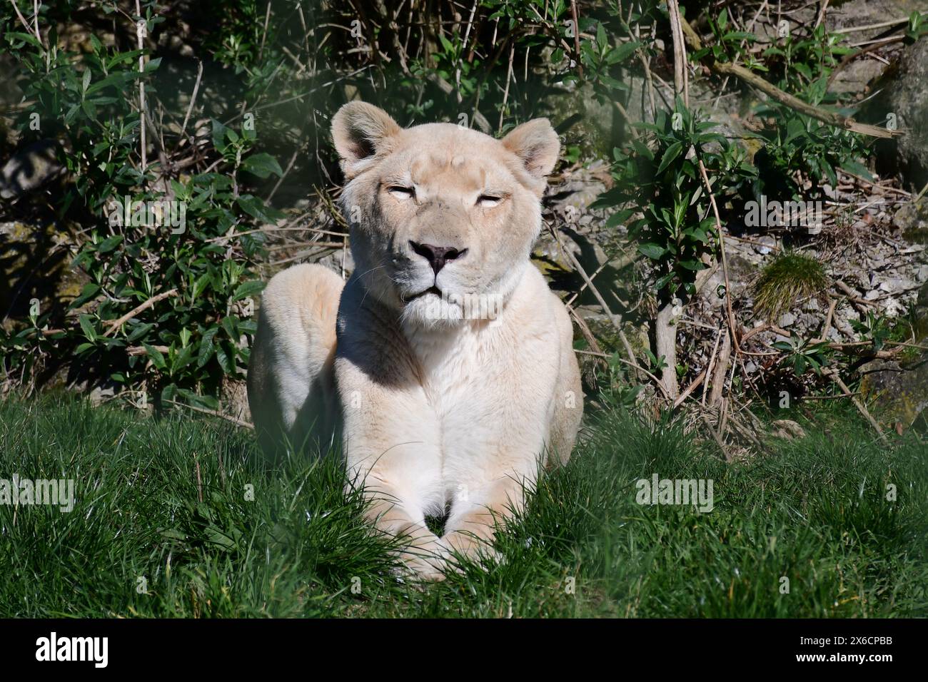 White Lions, Big Cat Sanctuary, Smarden, Kent, England, UK Stock Photo ...