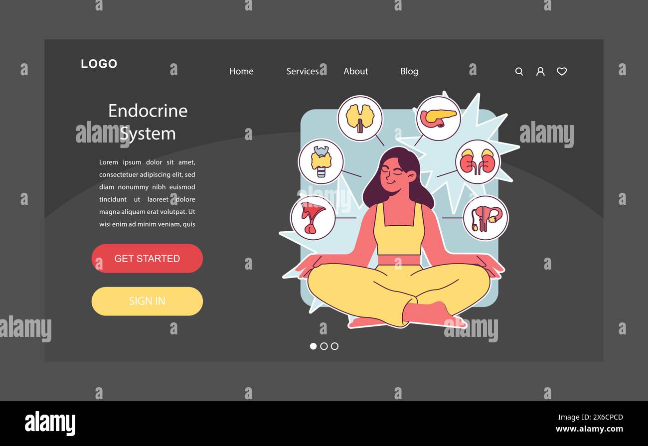 Endocrine system organ. Human gland function. Pancreas, pituitary ...