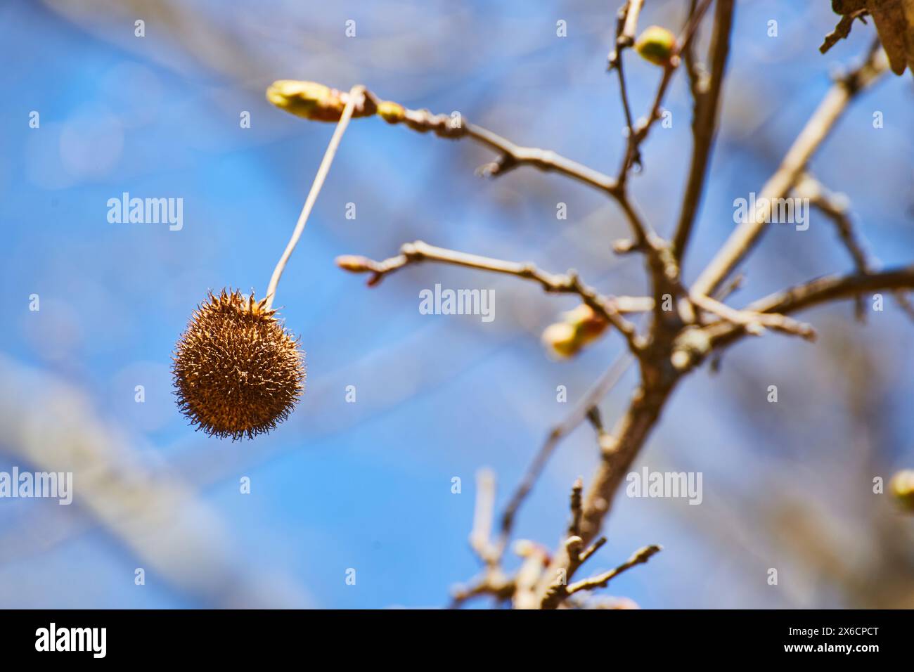 Seed Pod Close-Up Against Blue Sky, Eye-Level Perspective Stock Photo ...