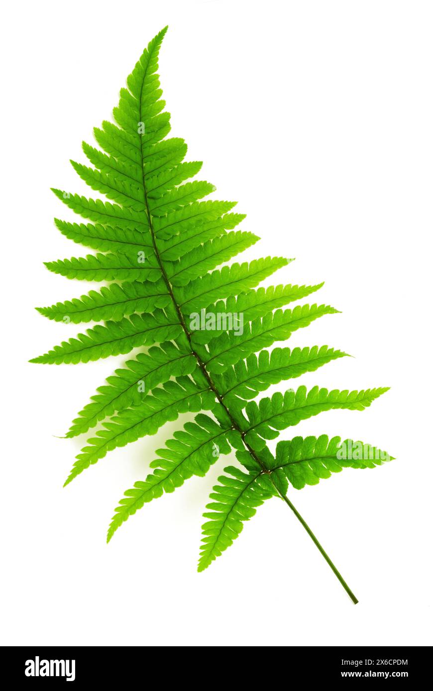 Fresh fern branch isolated on white background Stock Photo - Alamy