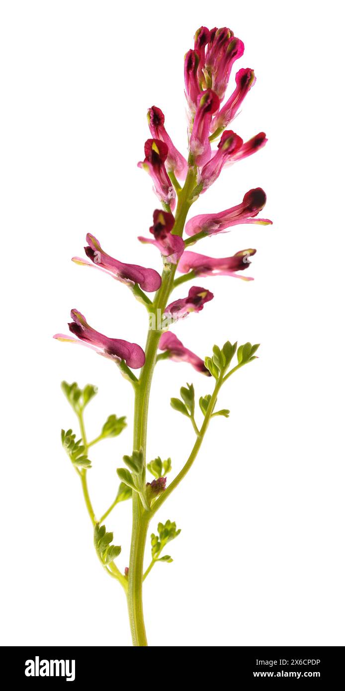 Common fumitory flowers isolated on white Stock Photo - Alamy