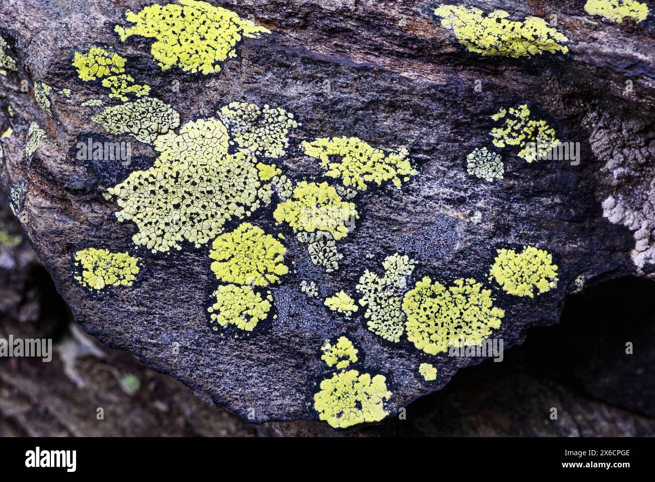 Lichen on rock texture hi-res stock photography and images - Alamy
