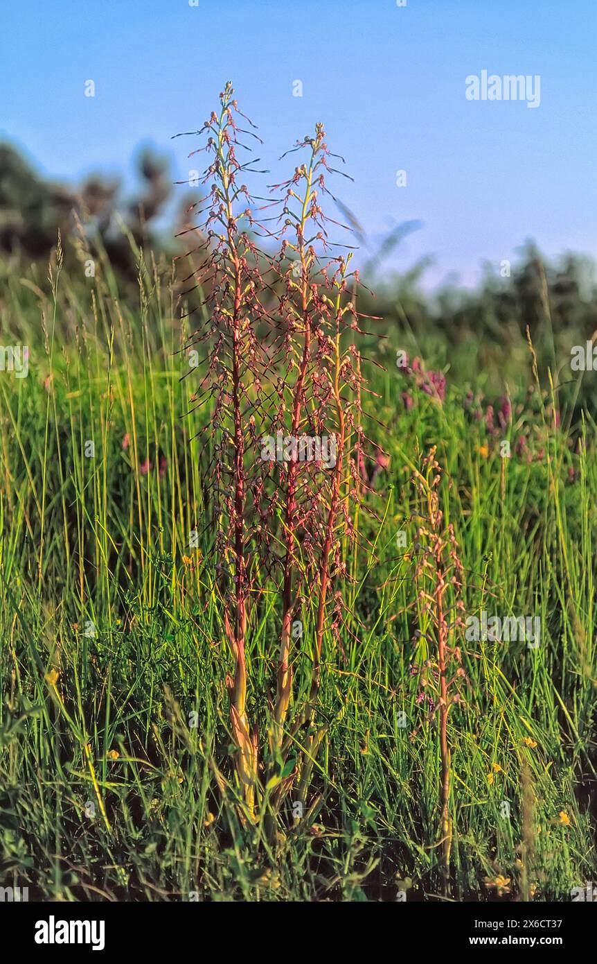Adriatic lizard orchid (Himantoglossum adriaticum), Orchidaceae ...