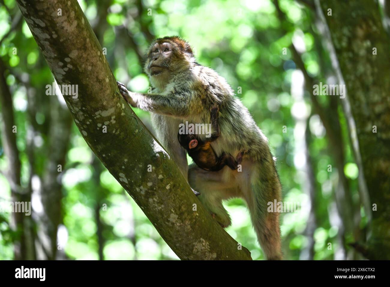 Dozen monkeys hi-res stock photography and images - Alamy