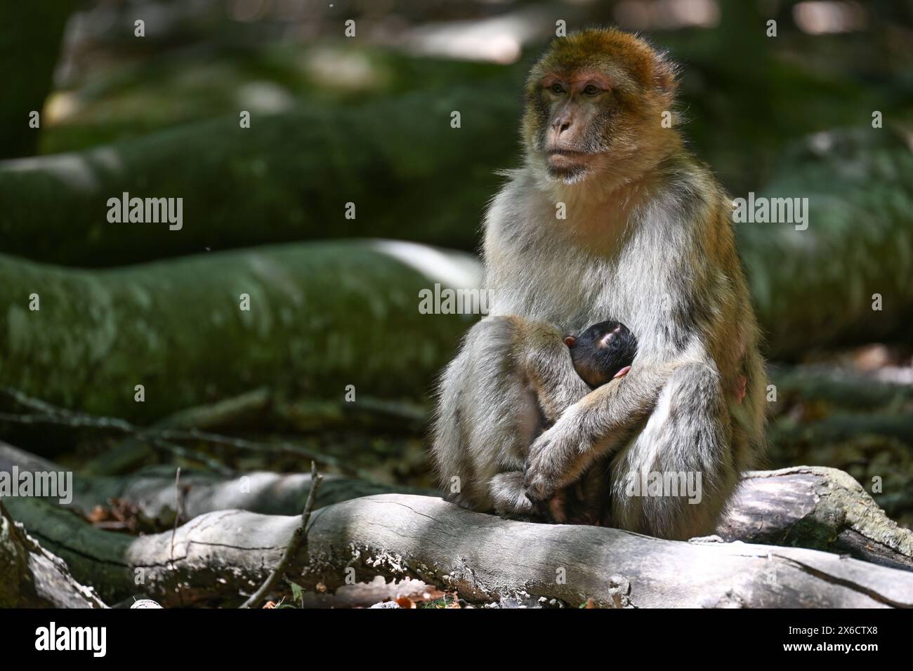 Salem, Germany. 14th May, 2024. A few days old Barbary macaque baby ...