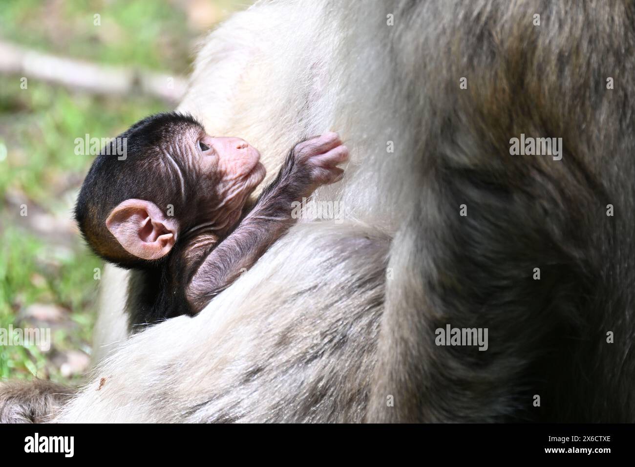 Salem, Germany. 14th May, 2024. A few days old Barbary macaque baby ...