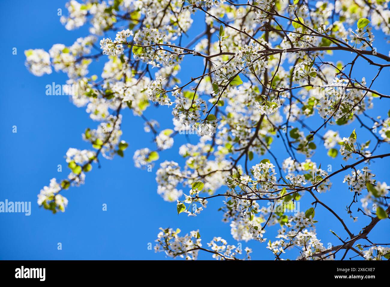 Spring Blossom Canopy with Blue Sky, Upward Perspective Stock Photo - Alamy