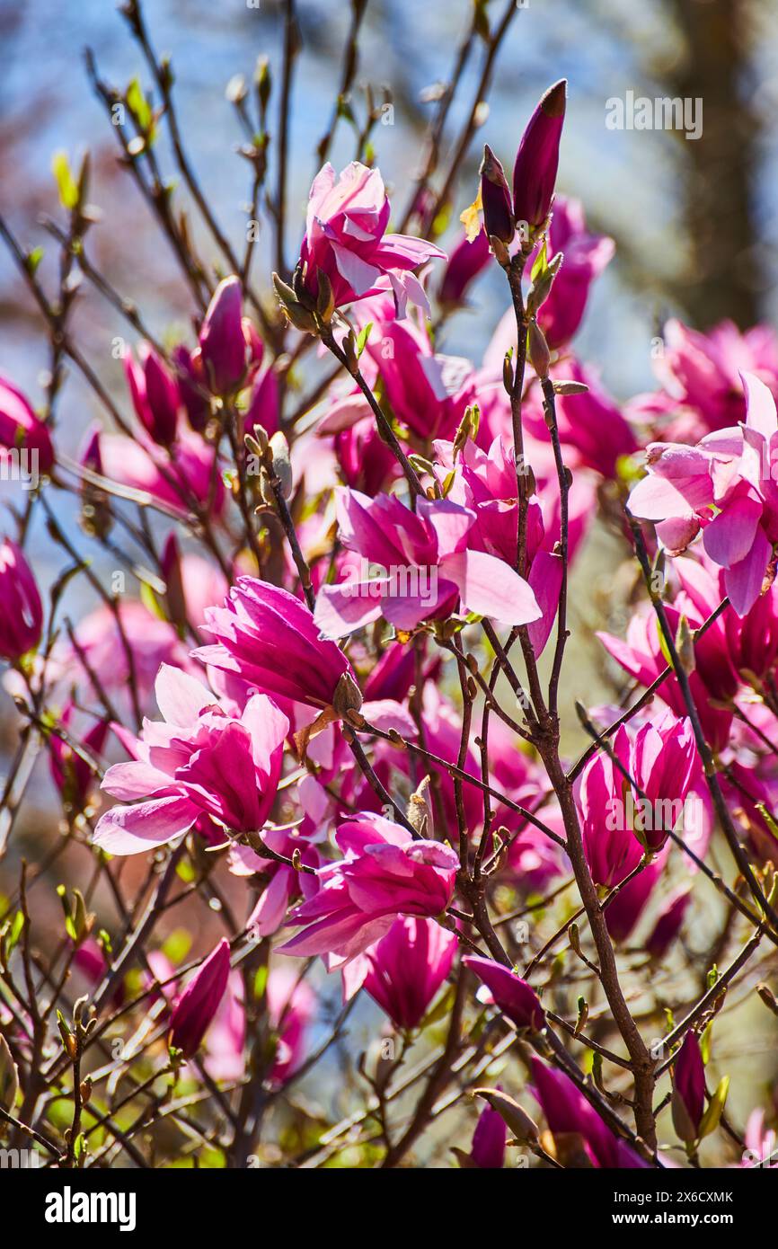 Vibrant Magnolia Blooms in Soft Focus, Immersive View Stock Photo - Alamy
