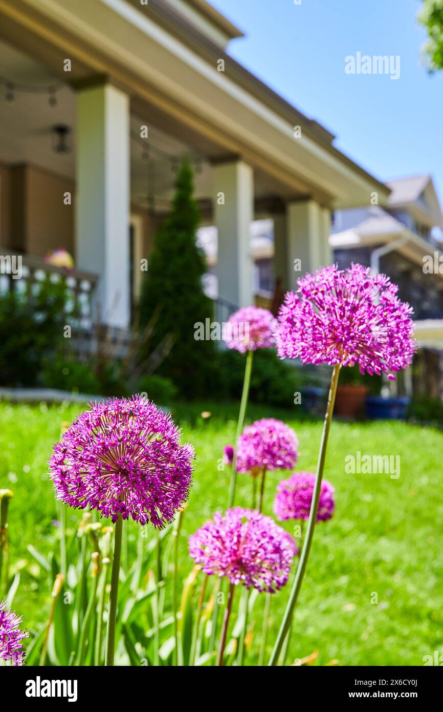 Classic purple flowers hi-res stock photography and images - Alamy