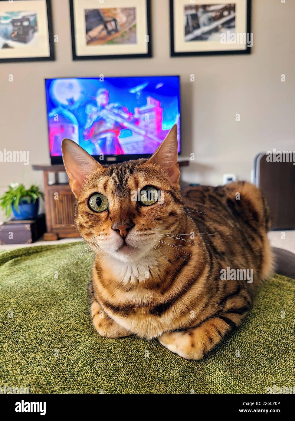 Animated cat video hi-res stock photography and images - Alamy