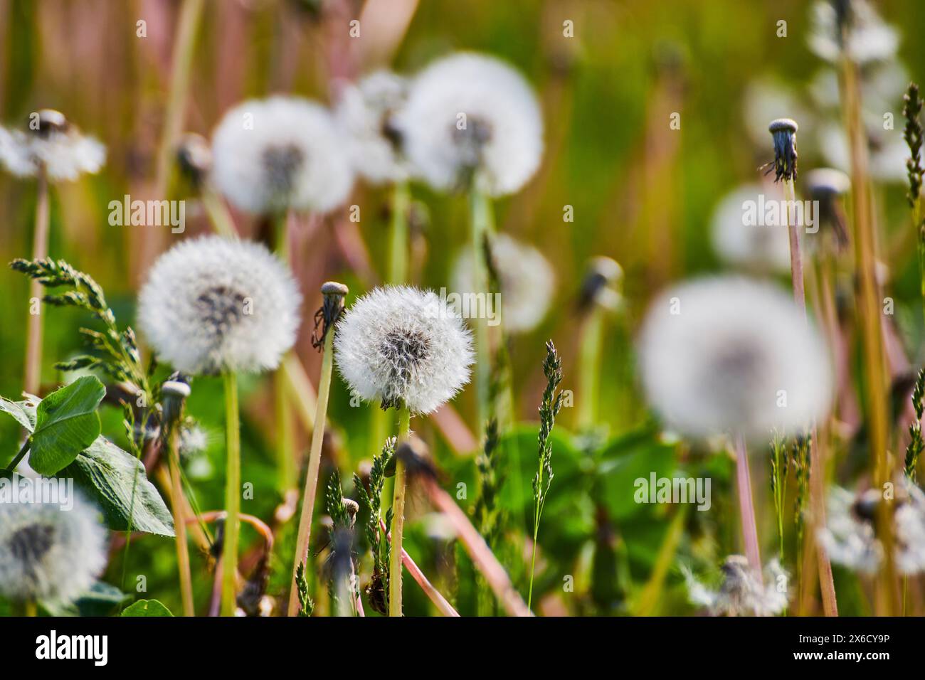 Dandelion Seed Heads in Meadow, Macro Eye-Level View Stock Photo - Alamy