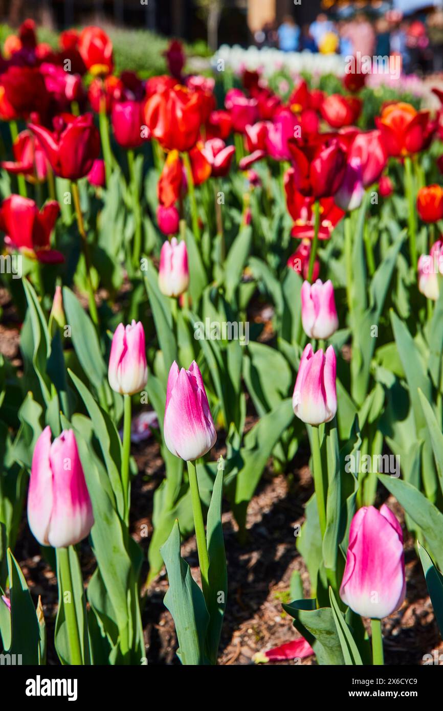 Vibrant Tulip Display at Botanical Garden, Low Eye-Level View Stock ...
