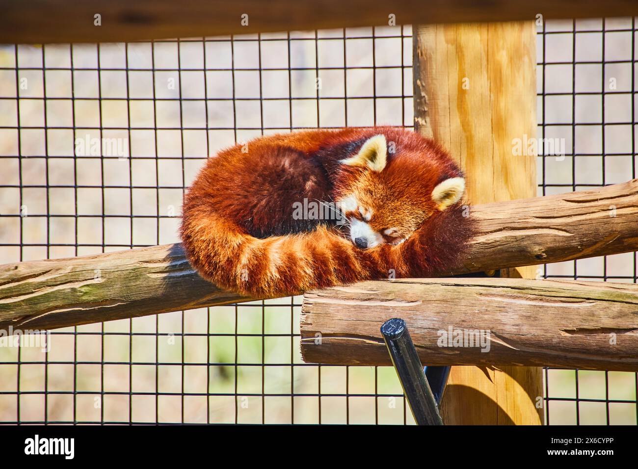 Red Panda Napping on Wooden Perch at Zoo, Eye-Level View Stock Photo ...