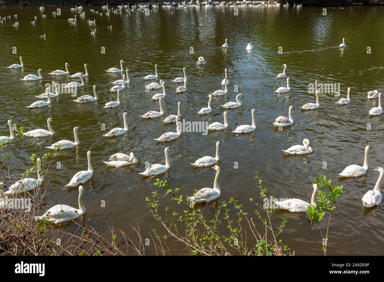 Swan sanctuary on the River Severn in the city of Worcester Stock Photo ...