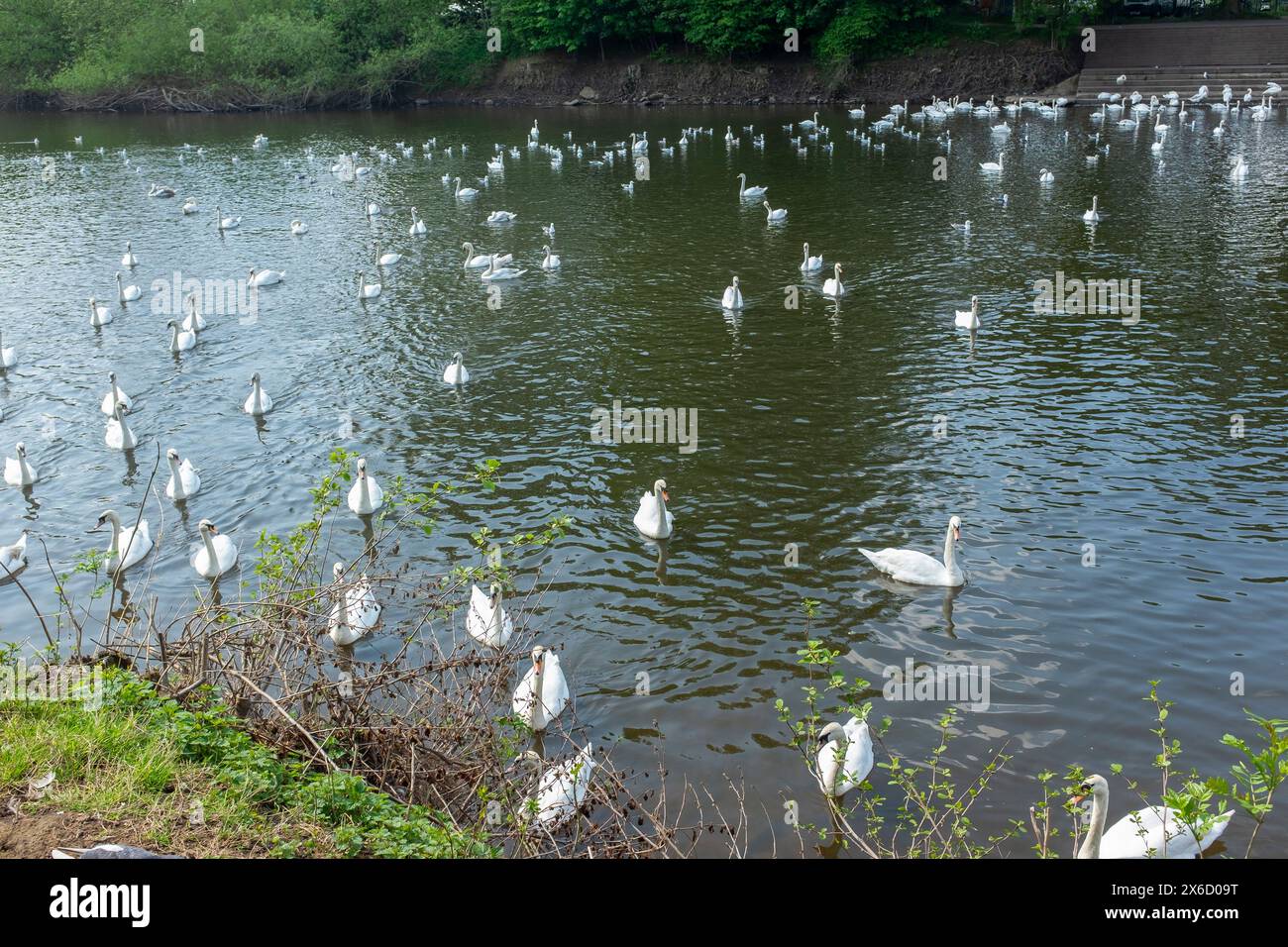 Swan sanctuary on the River Severn in the city of Worcester Stock Photo ...