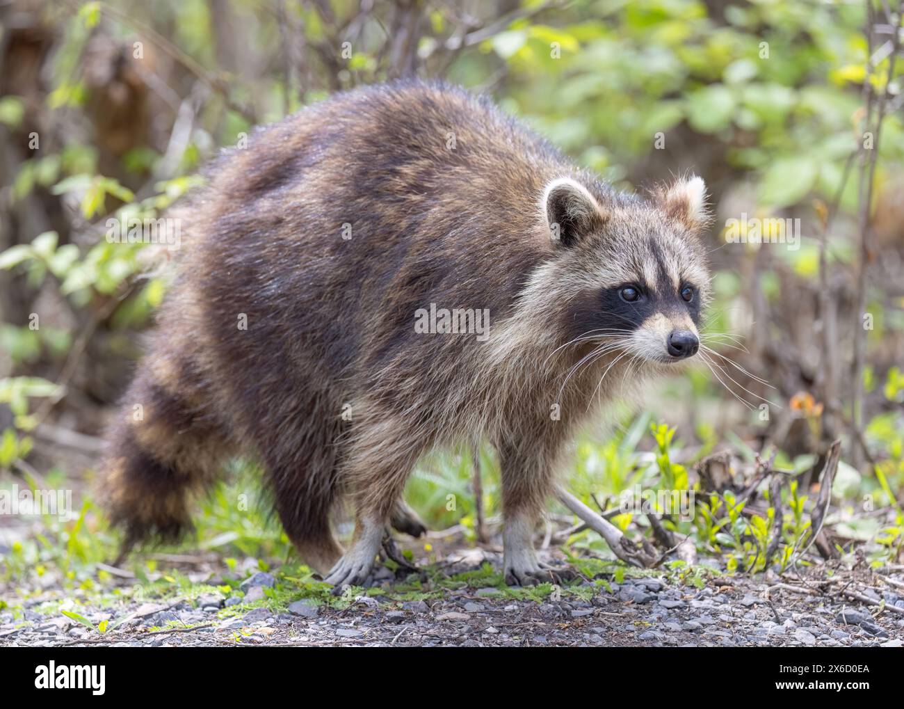 Raccoon walking along a path in the woods in springtime in Canada Stock ...