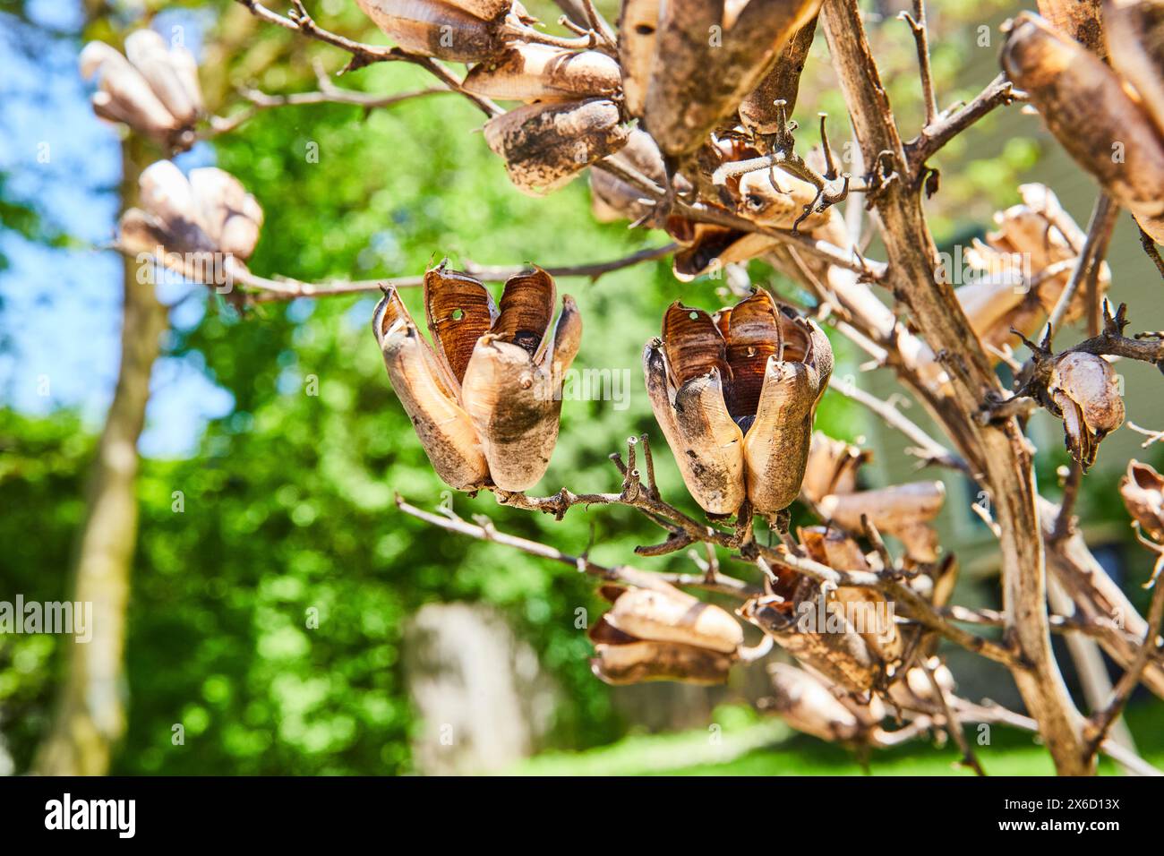 Yucca plant seed pods hi-res stock photography and images - Alamy