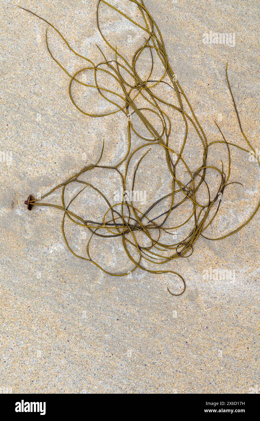 Thongweed, or Himanthalia elongata commonly known as sea spaghetti ...