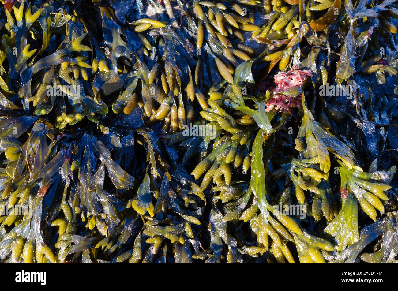 Bladderwrack(Bladder Fucus) seaweed washed up on the beach at ...