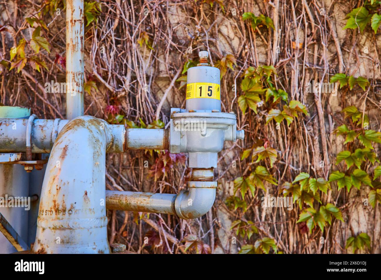 Aging Industrial Pipes and Autumn Ivy in Natural Setting, Eye-Level ...