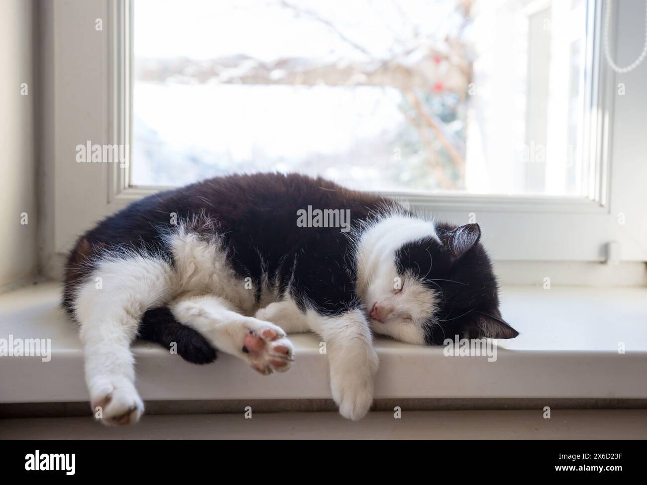 Beautiful cuddly cat sleeping on hi-res stock photography and images ...