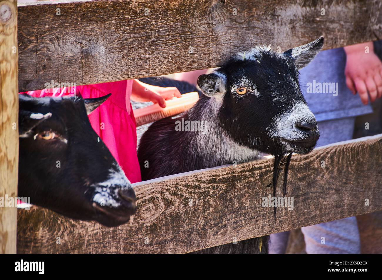 Rustic Interaction with Nigerian Dwarf Goats at Petting Zoo Stock Photo ...