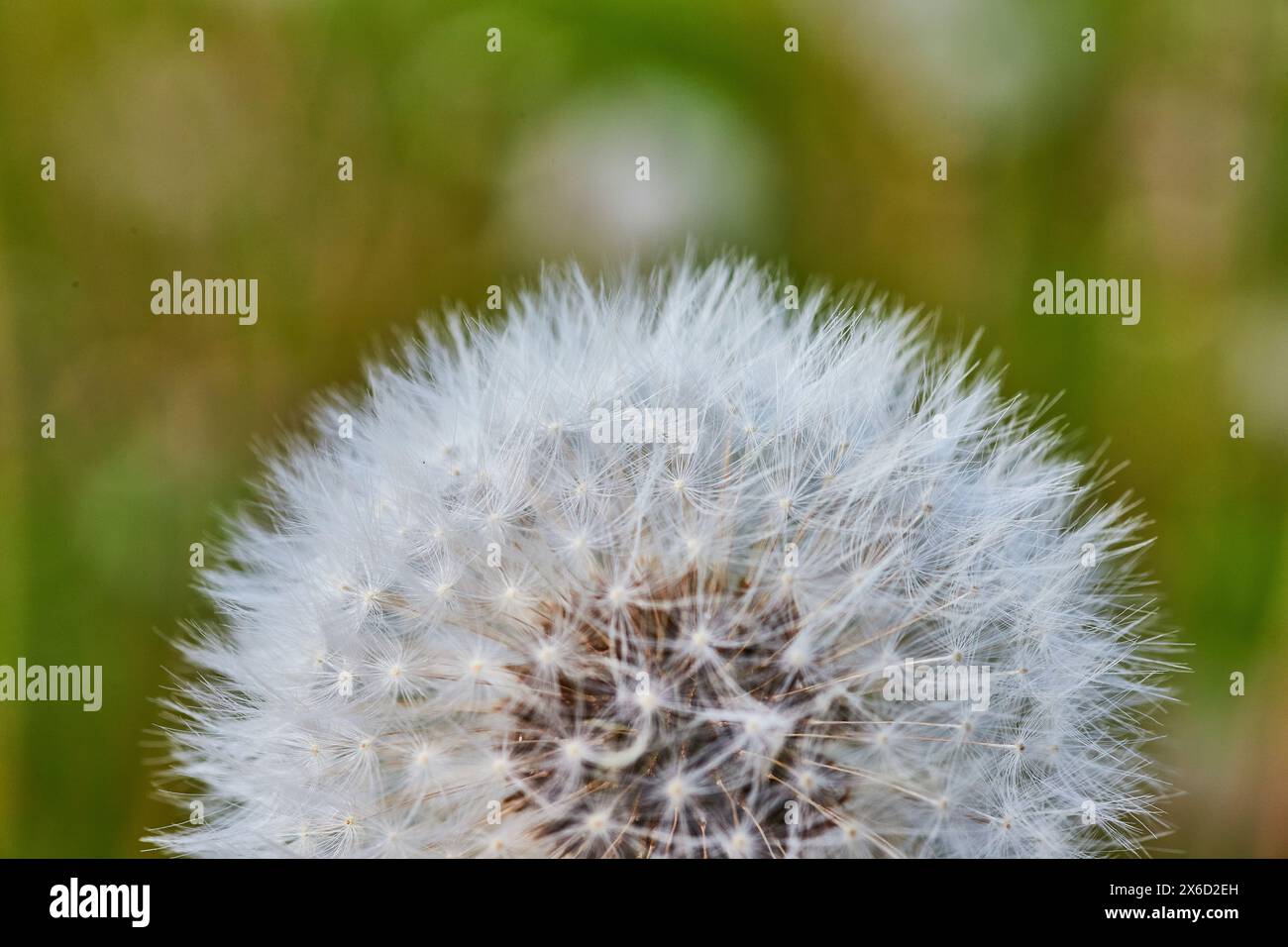 Macro Close-up of Dandelion Seed Head on Natural Background Stock Photo ...